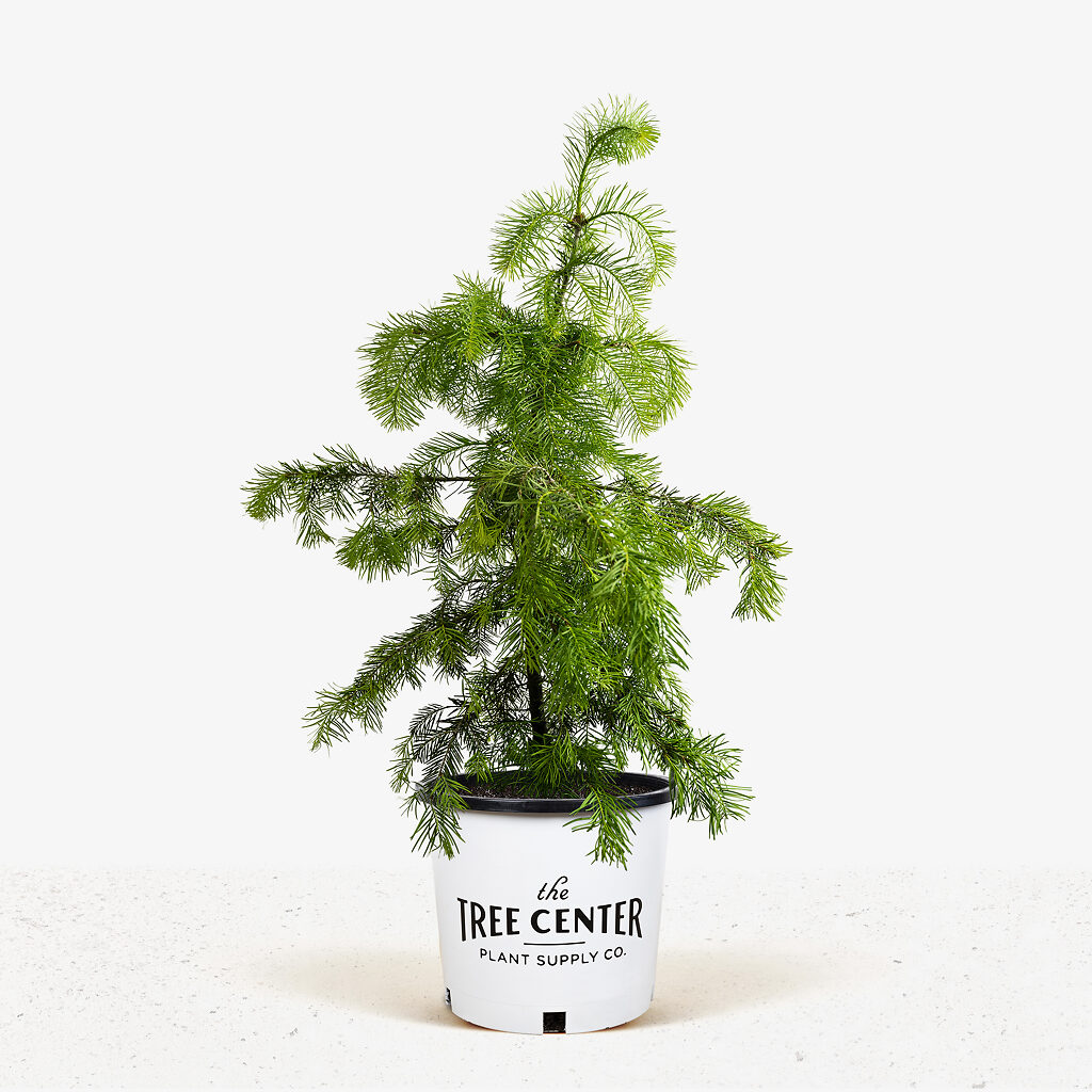 Colorado White Fir | Abies Concolor | The Tree Center