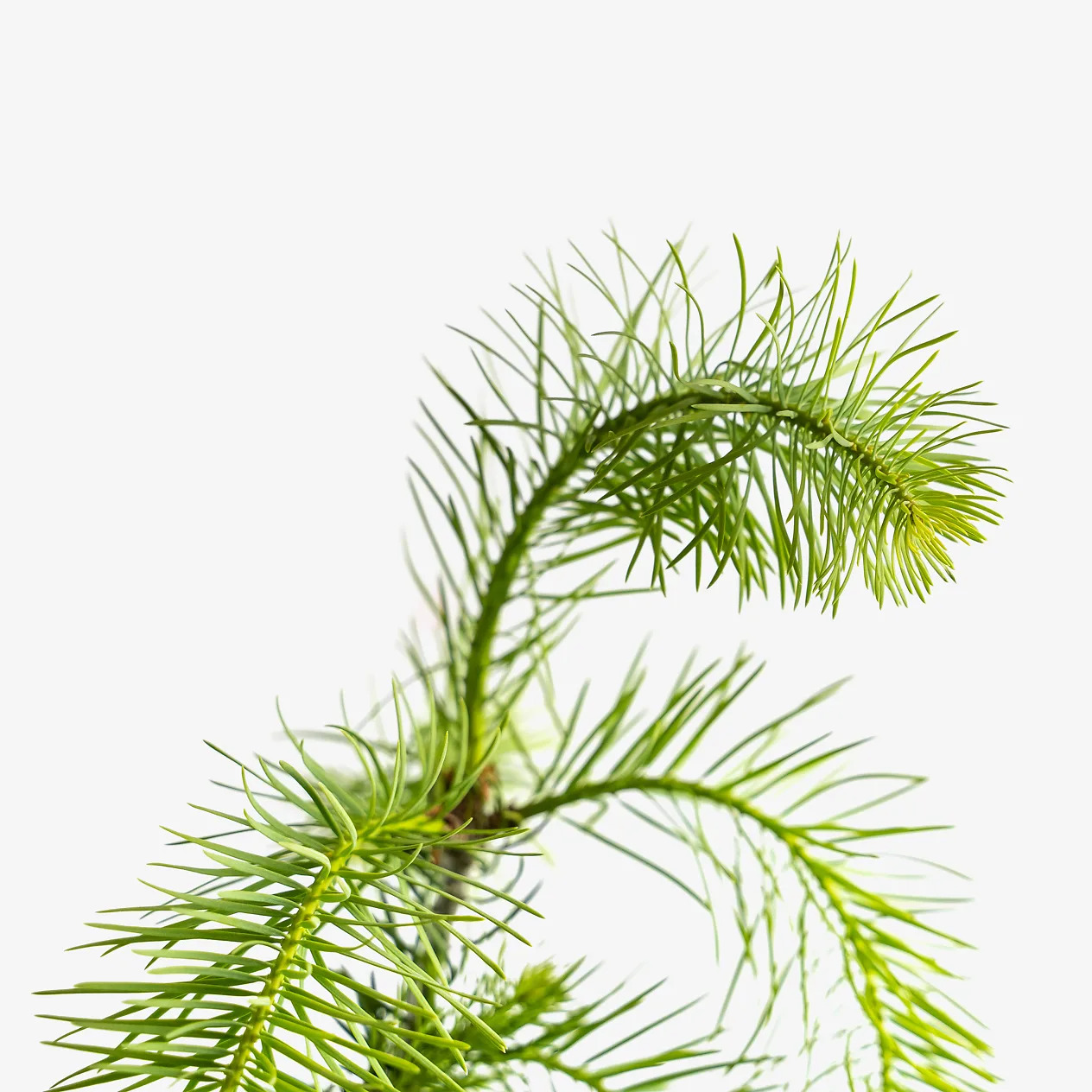 Colorado White Fir | Abies Concolor | The Tree Center