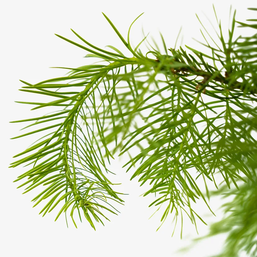 Colorado White Fir | Abies Concolor | The Tree Center