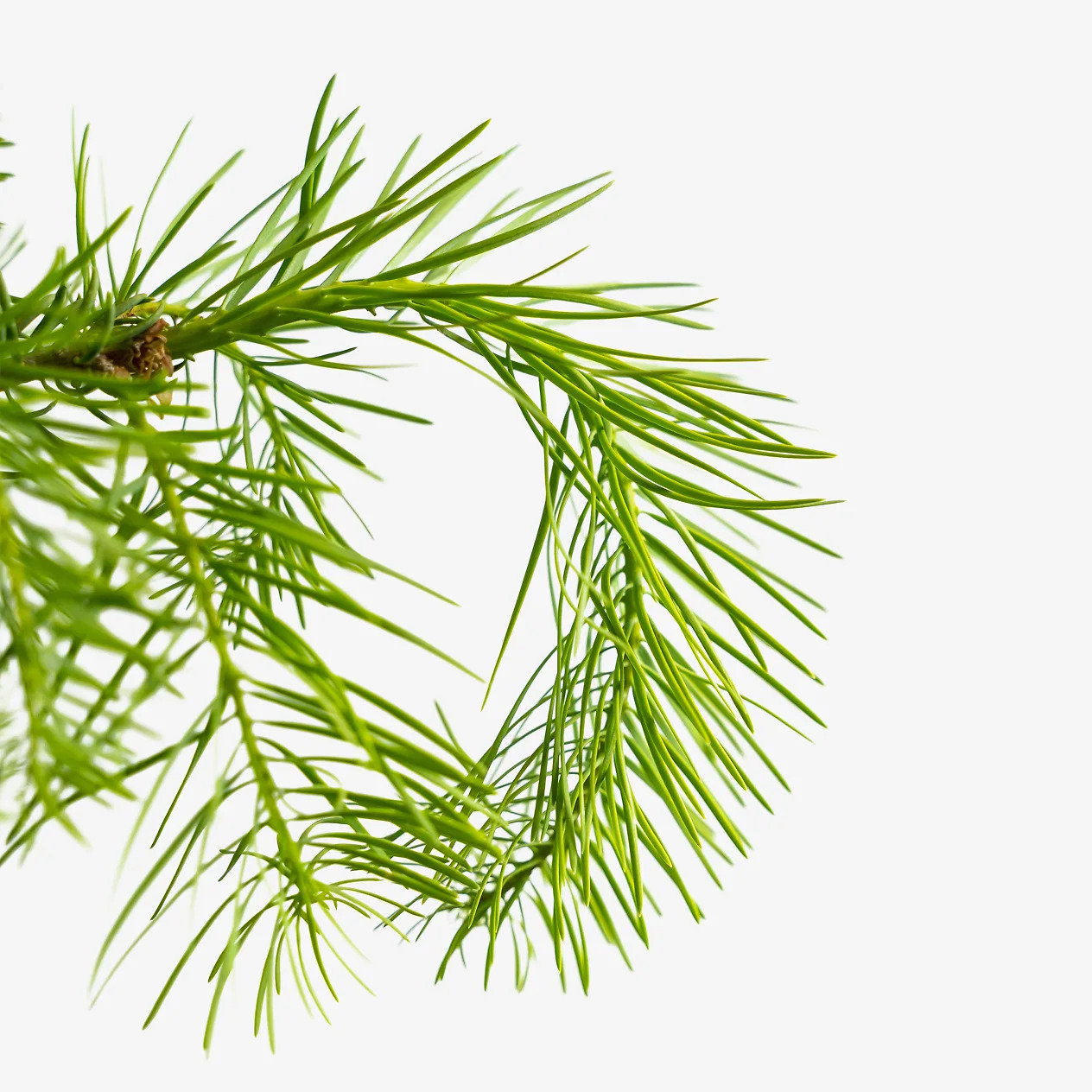 Colorado White Fir | Abies Concolor | The Tree Center