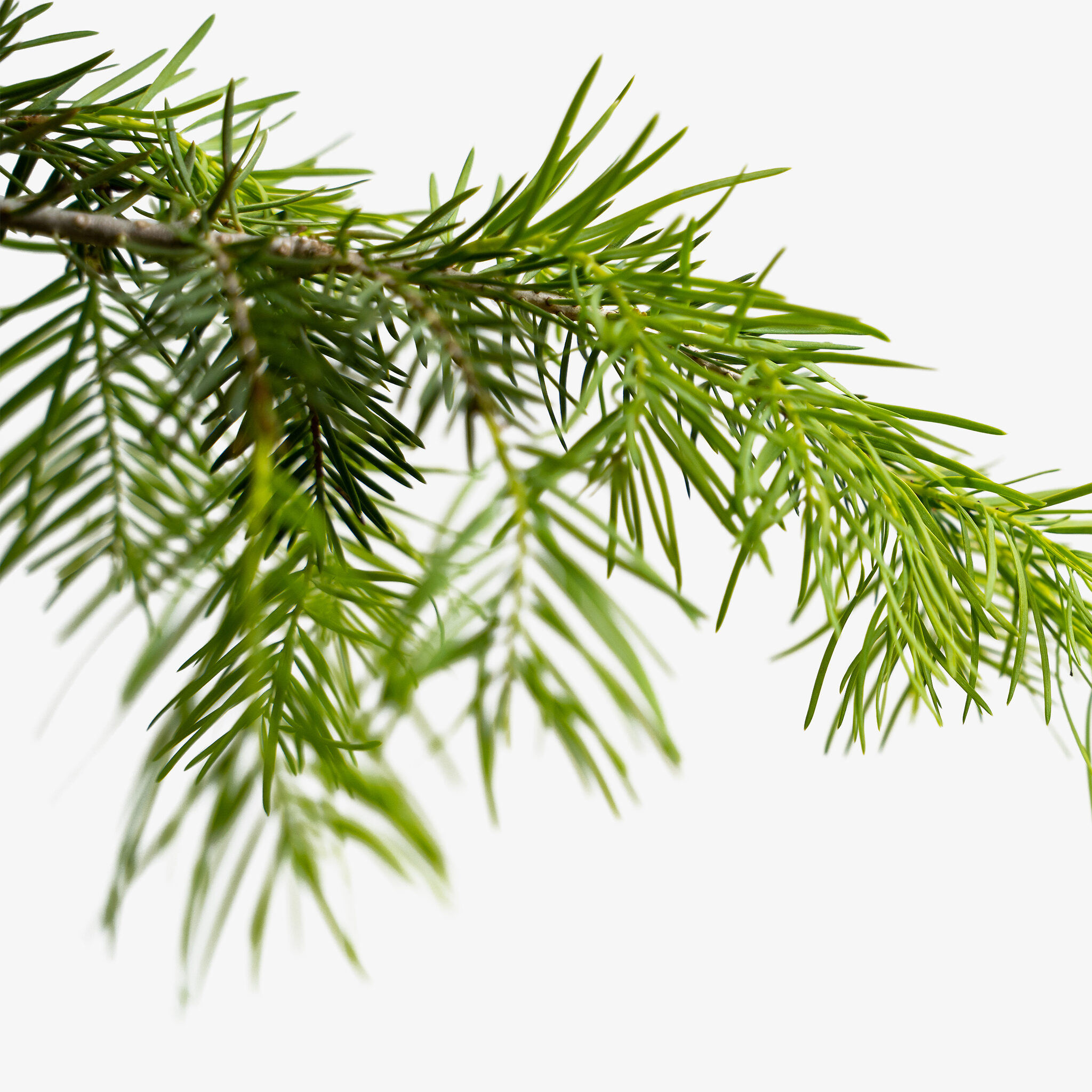Colorado White Fir | Abies Concolor | The Tree Center