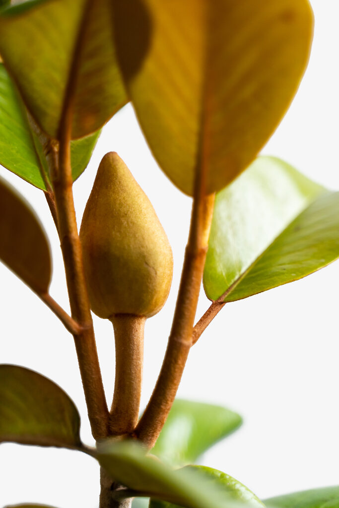 Teddy Bear Southern Magnolia Trees For Sale | The Tree Center
