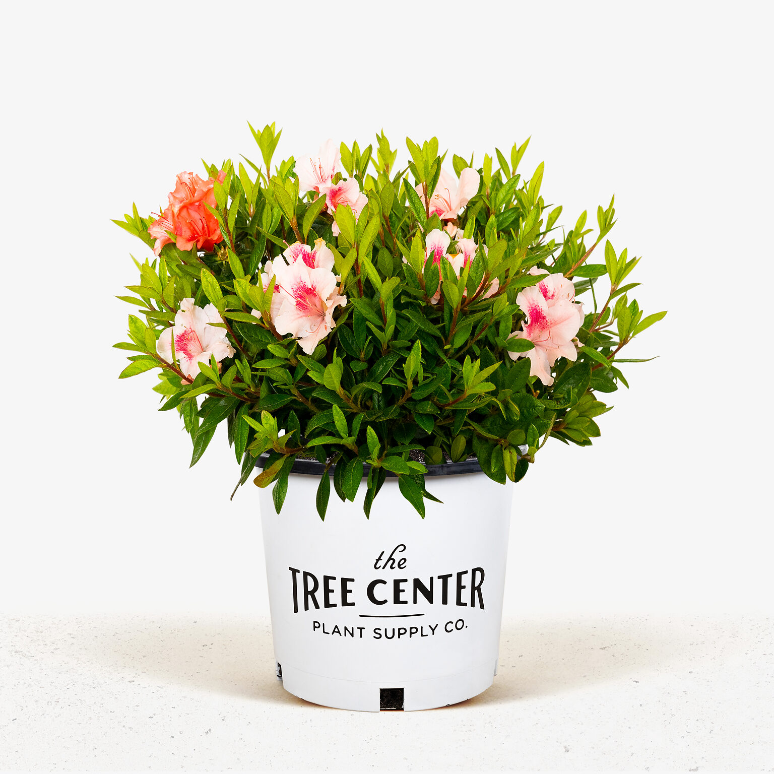 Autumn Chiffon Encore Azaleas For Sale | The Tree Center