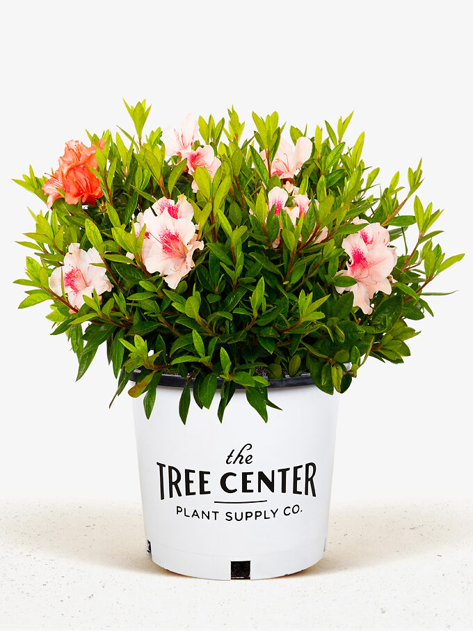 Trees For Sale In Maryland | Best Trees To Buy In Maryland