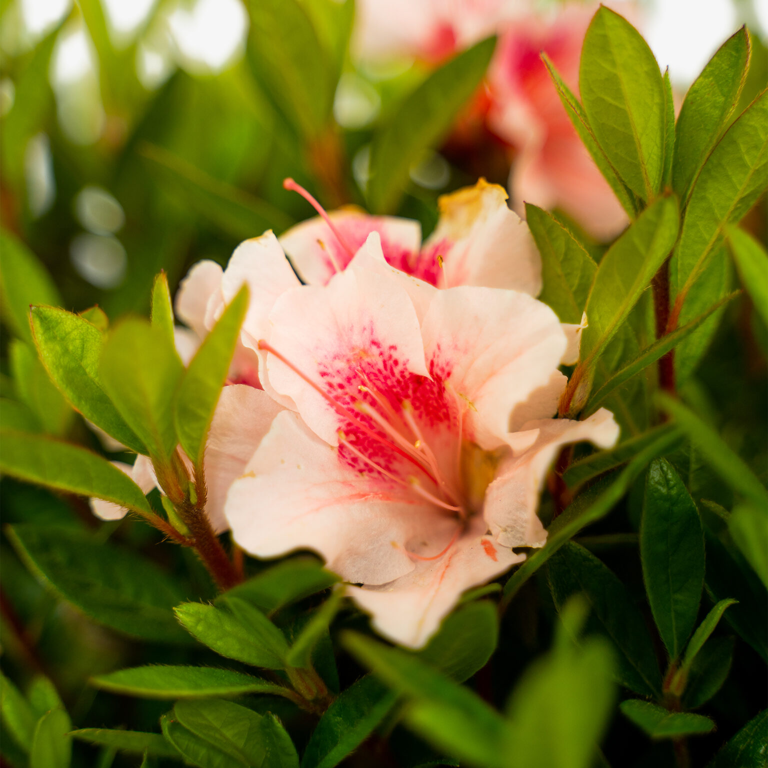Autumn Chiffon Encore Azaleas For Sale | The Tree Center