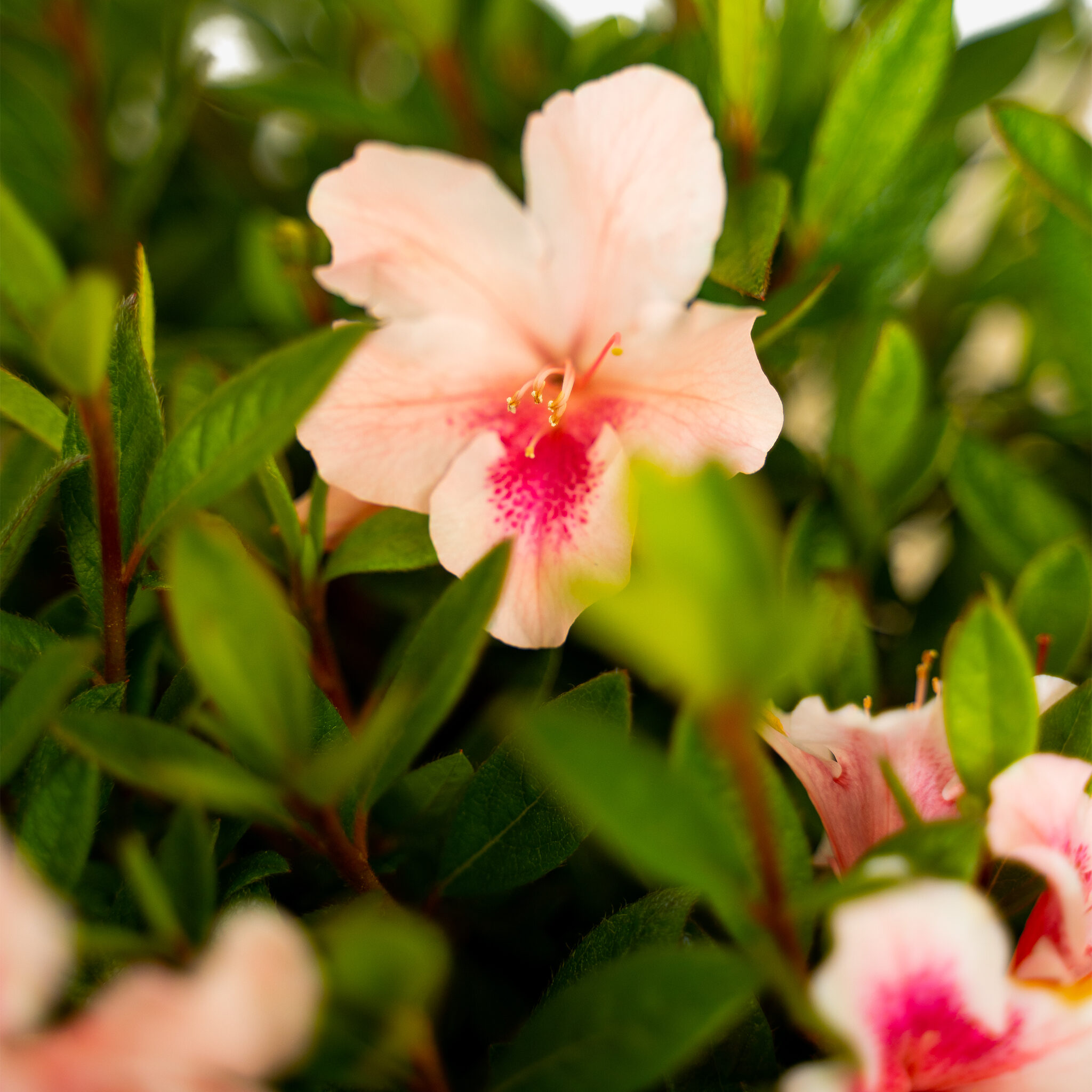Autumn Chiffon Encore Azaleas For Sale | The Tree Center