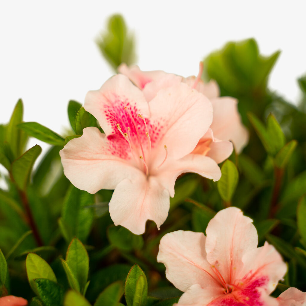 Autumn Chiffon Encore Azaleas For Sale | The Tree Center