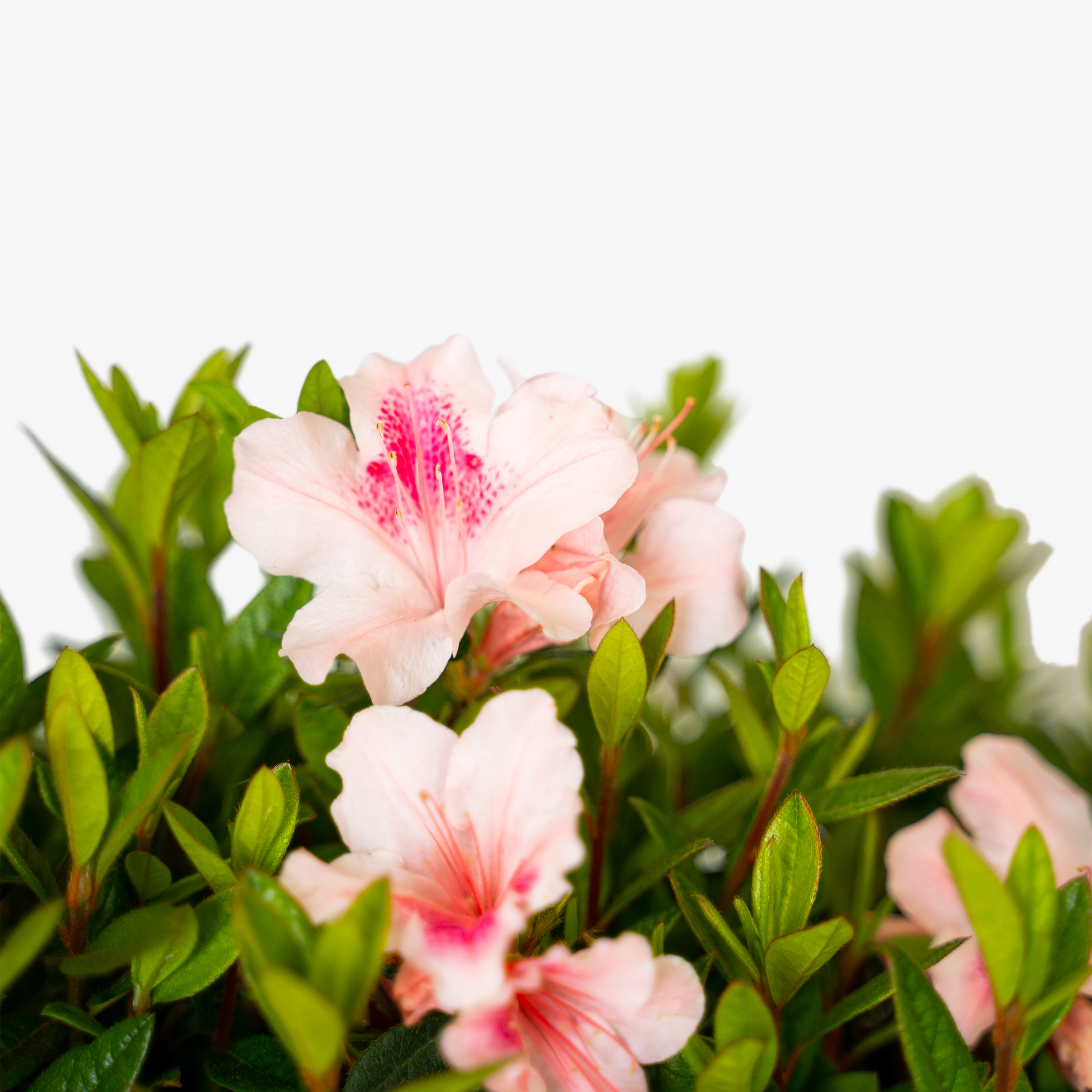 Autumn Chiffon Encore Azaleas For Sale | The Tree Center