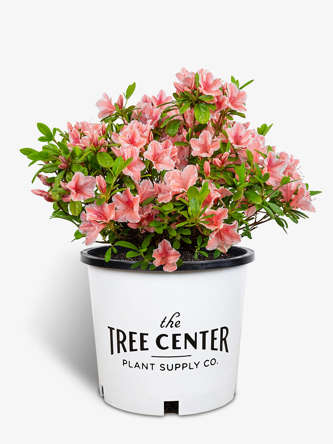 Autumn Embers Azalea For Sale Online | The Tree Center