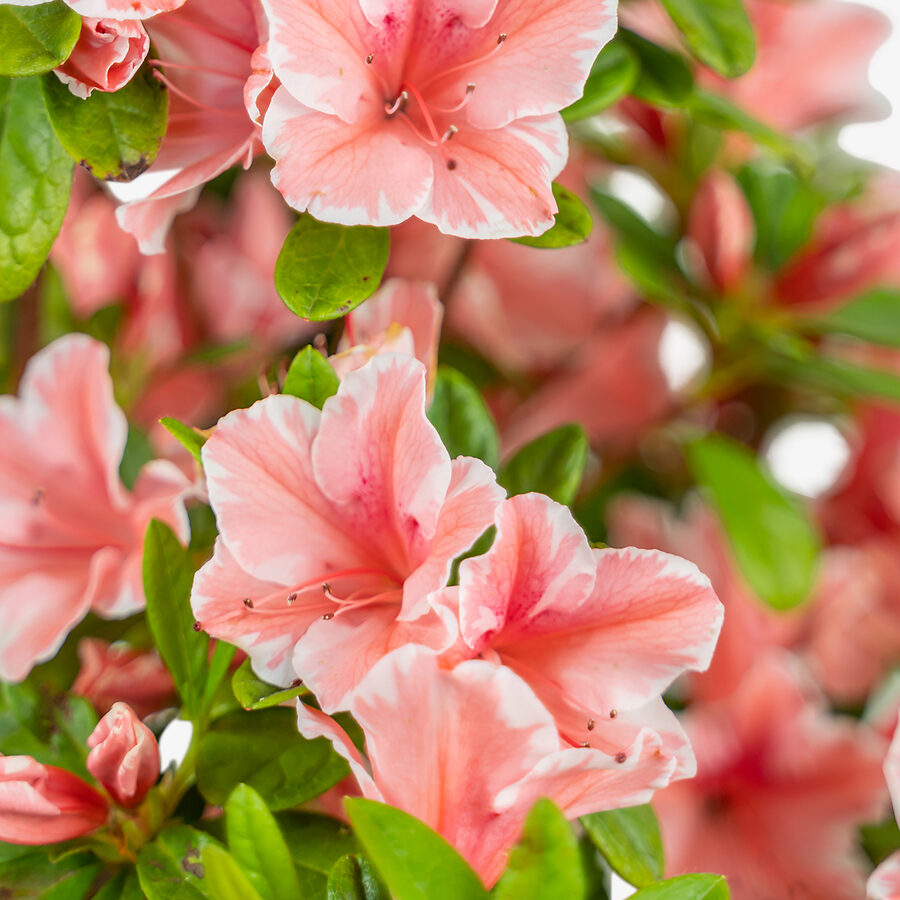 Autumn Sunburst Encore Azaleas For Sale | The Tree Center