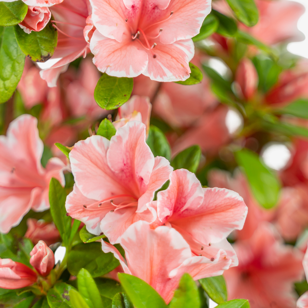Autumn Sunburst Encore Azaleas For Sale | The Tree Center