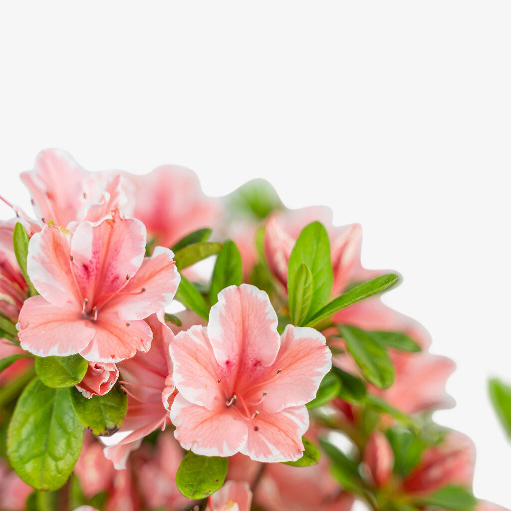 Autumn Sunburst Encore Azaleas For Sale | The Tree Center