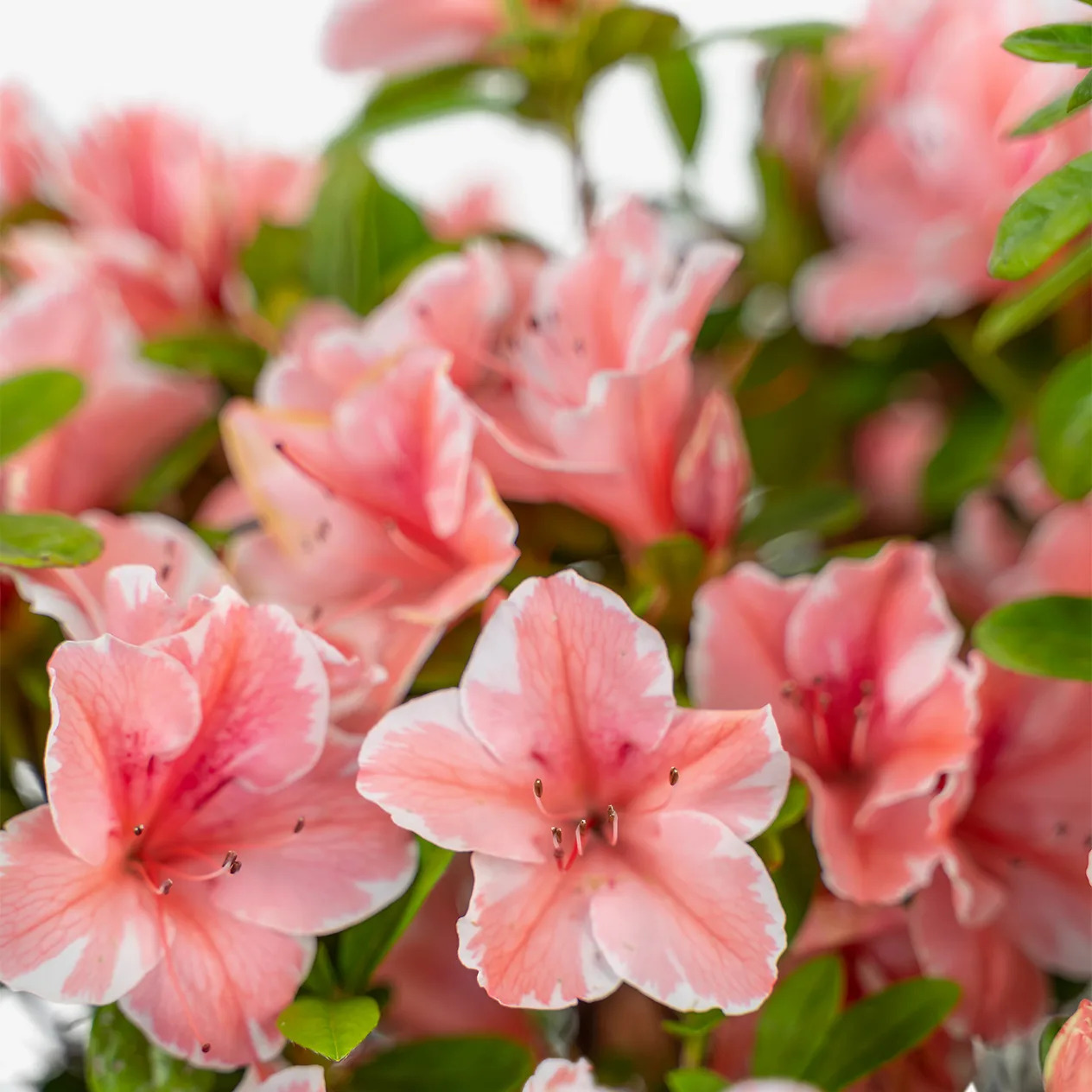 Autumn Sunburst Encore Azaleas For Sale | The Tree Center