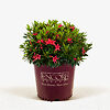 Autumn Sundance Encore Azaleas For Sale | The Tree Center