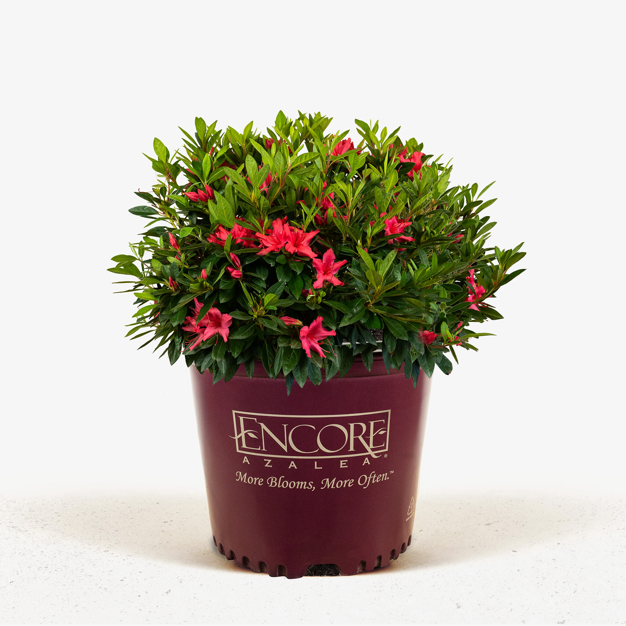 Autumn Sundance Encore Azaleas For Sale | The Tree Center