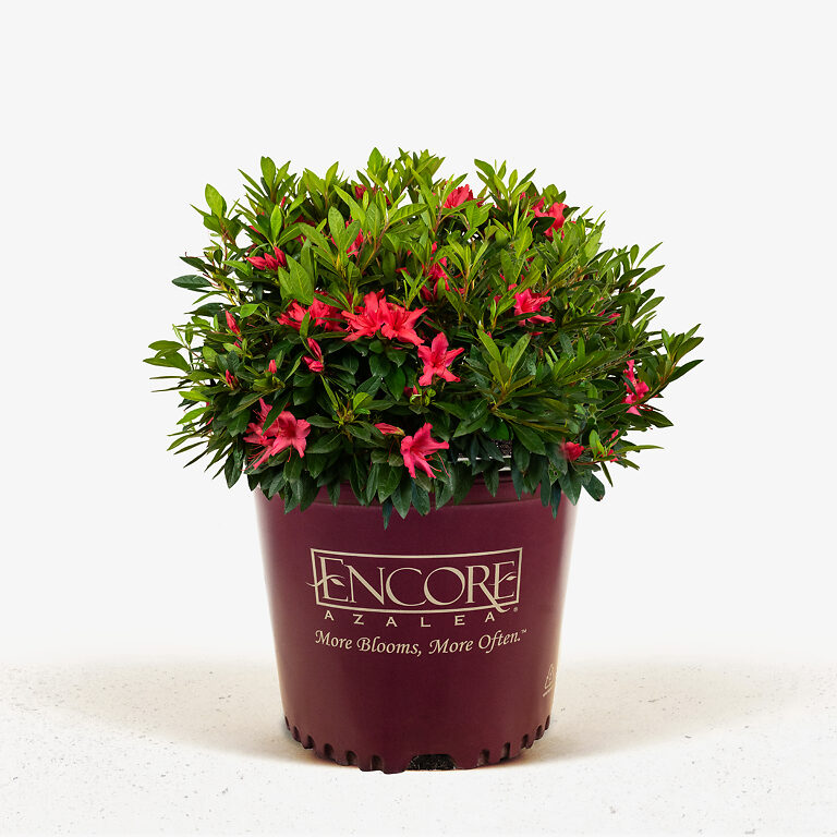 Autumn Sundance Encore Azaleas For Sale | The Tree Center