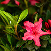 Autumn Sundance Encore Azaleas For Sale | The Tree Center