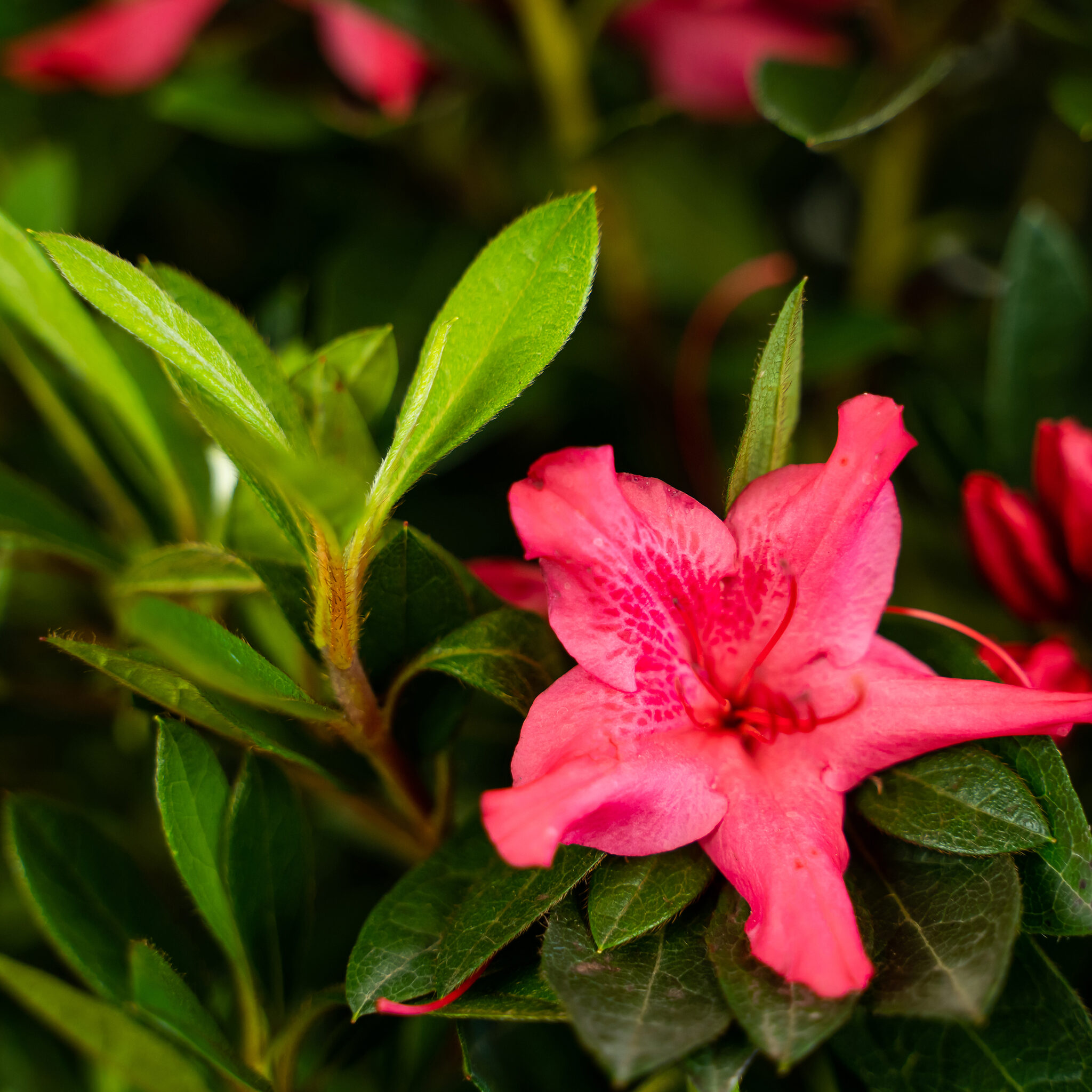 Autumn Sundance Encore Azaleas For Sale | The Tree Center