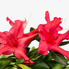 Autumn Sundance Encore Azaleas For Sale | The Tree Center