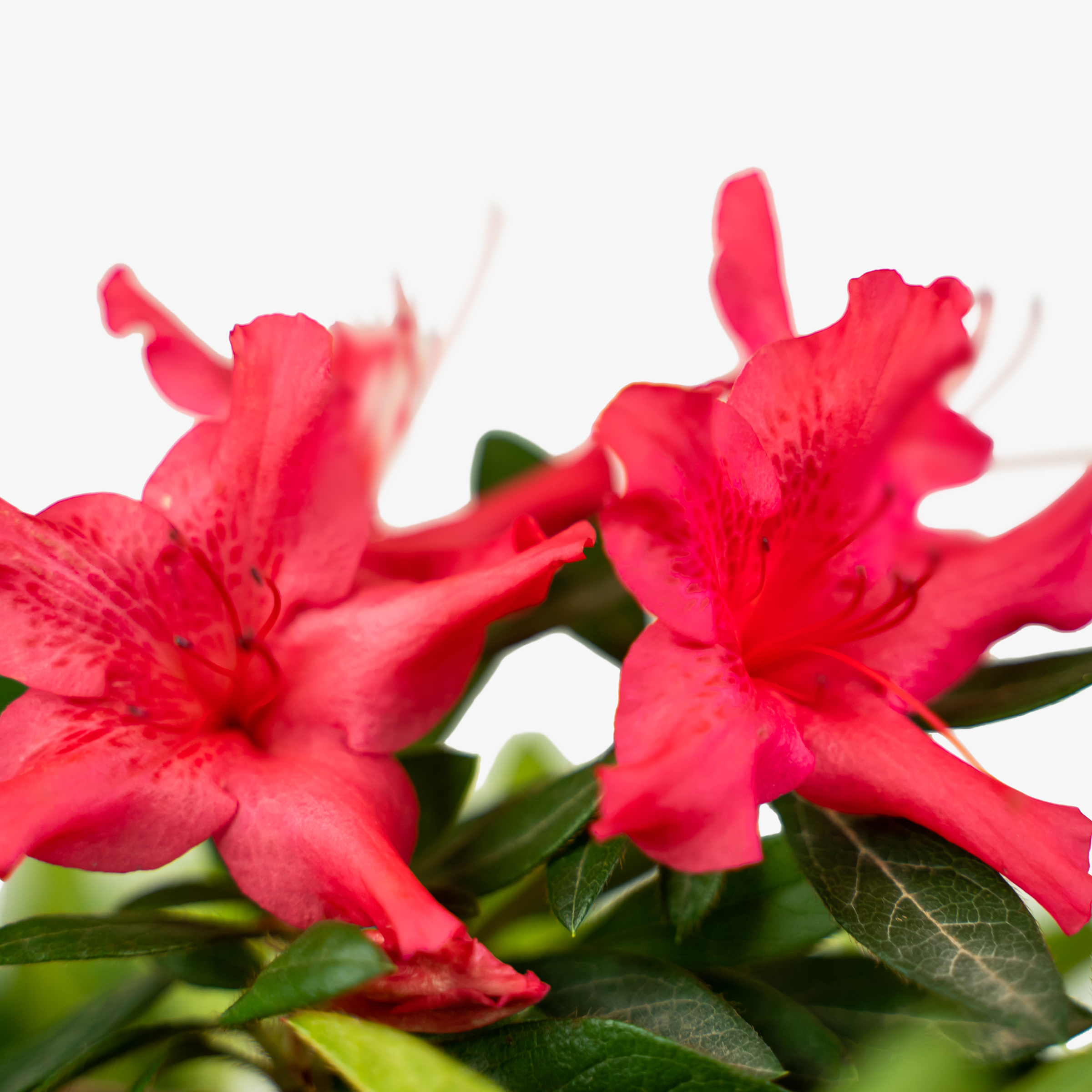 Autumn Sundance Encore Azaleas For Sale | The Tree Center