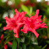 Autumn Sundance Encore Azaleas For Sale | The Tree Center