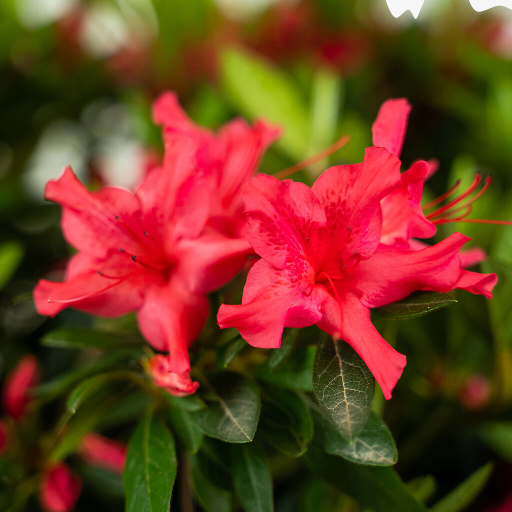 Autumn Sundance Encore Azaleas For Sale | The Tree Center