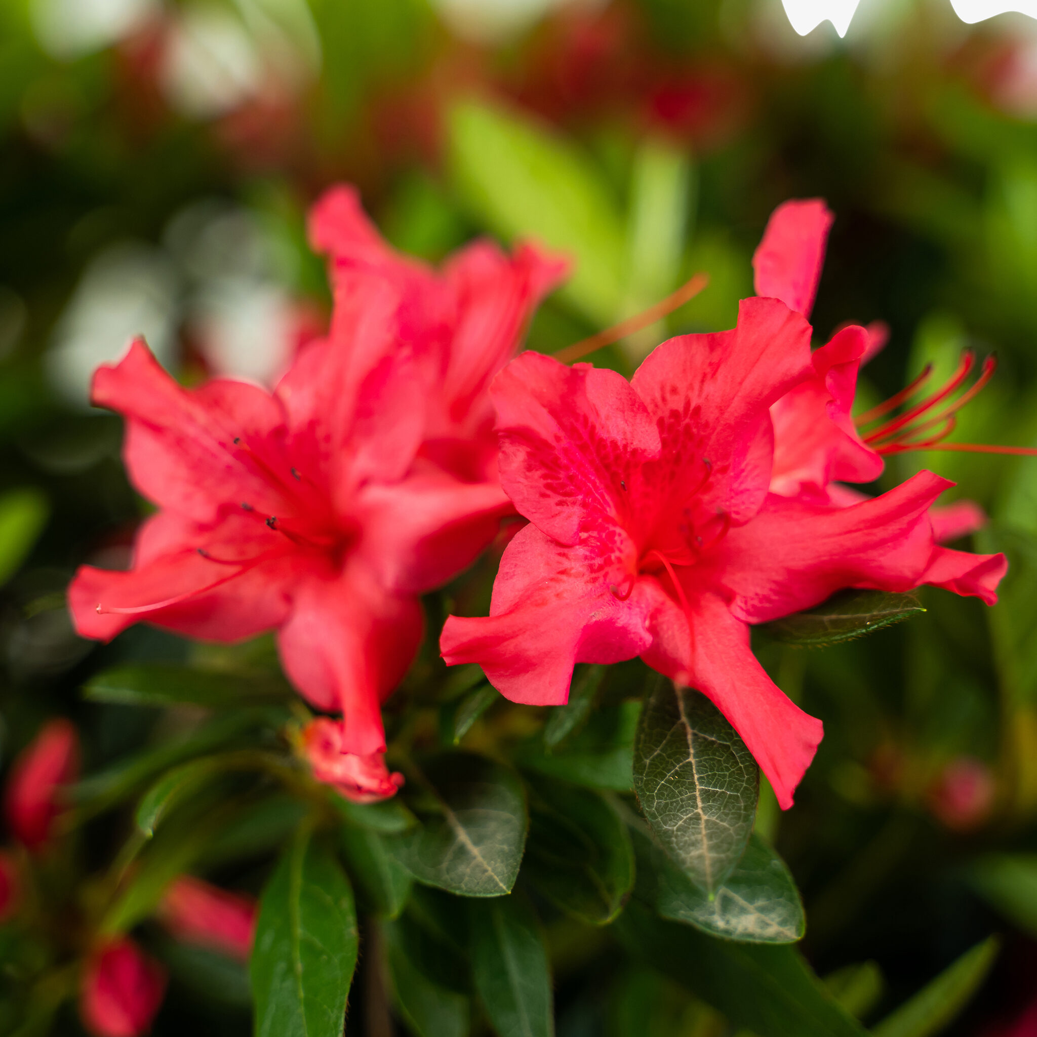 Autumn Sundance Encore Azaleas For Sale | The Tree Center