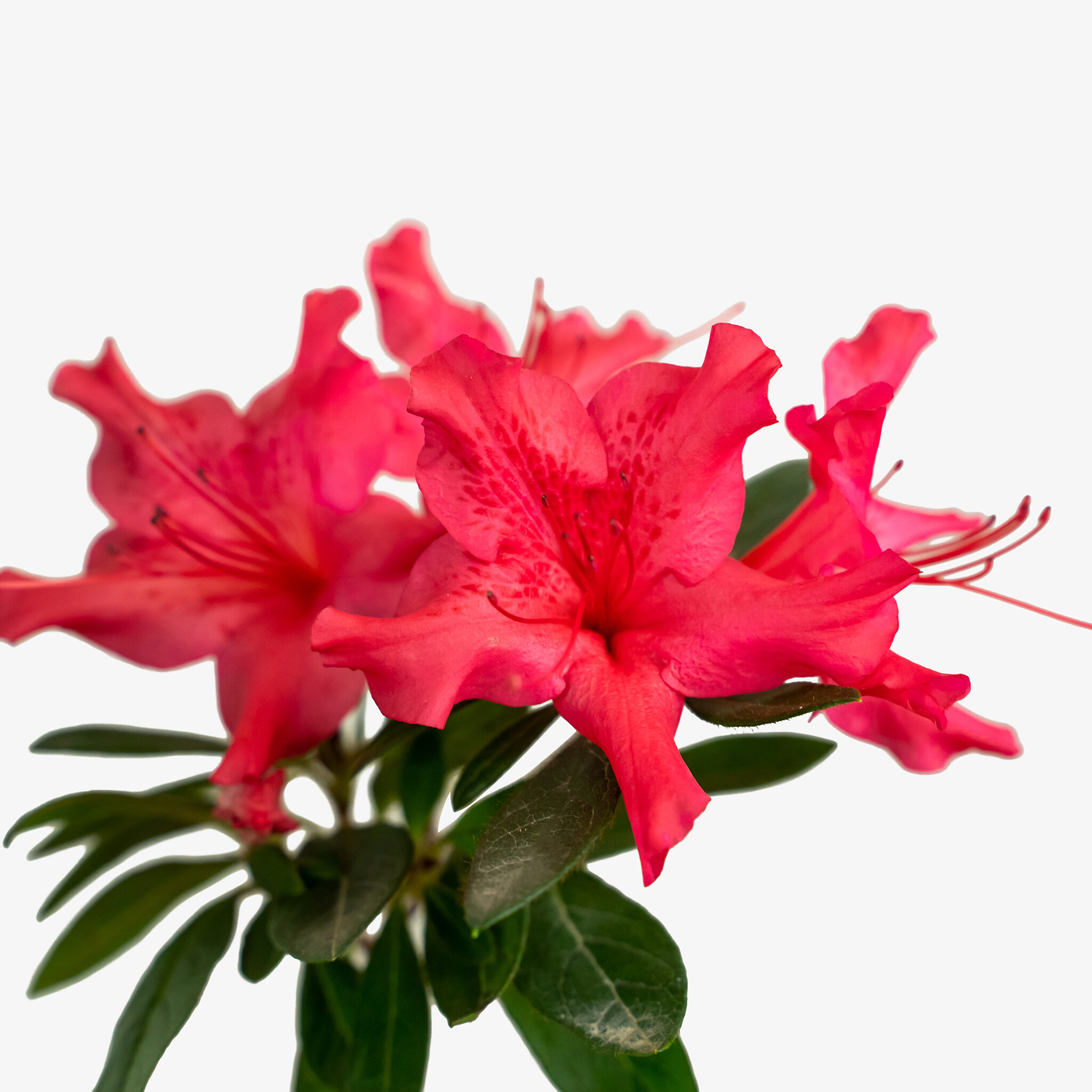 Autumn Sundance Encore Azaleas For Sale | The Tree Center
