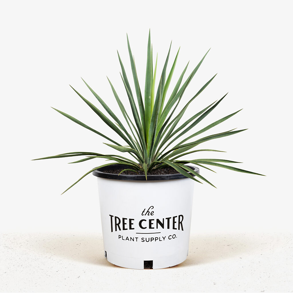 Blue Sentry Yucca Plants For Sale | The Tree Center