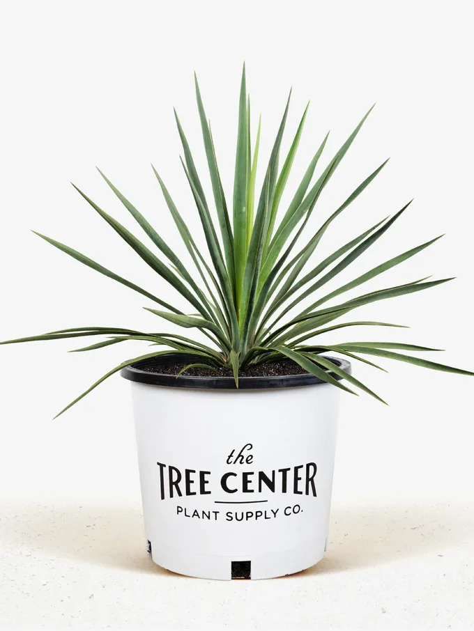 Yucca Plants For Sale Online | The Tree Center