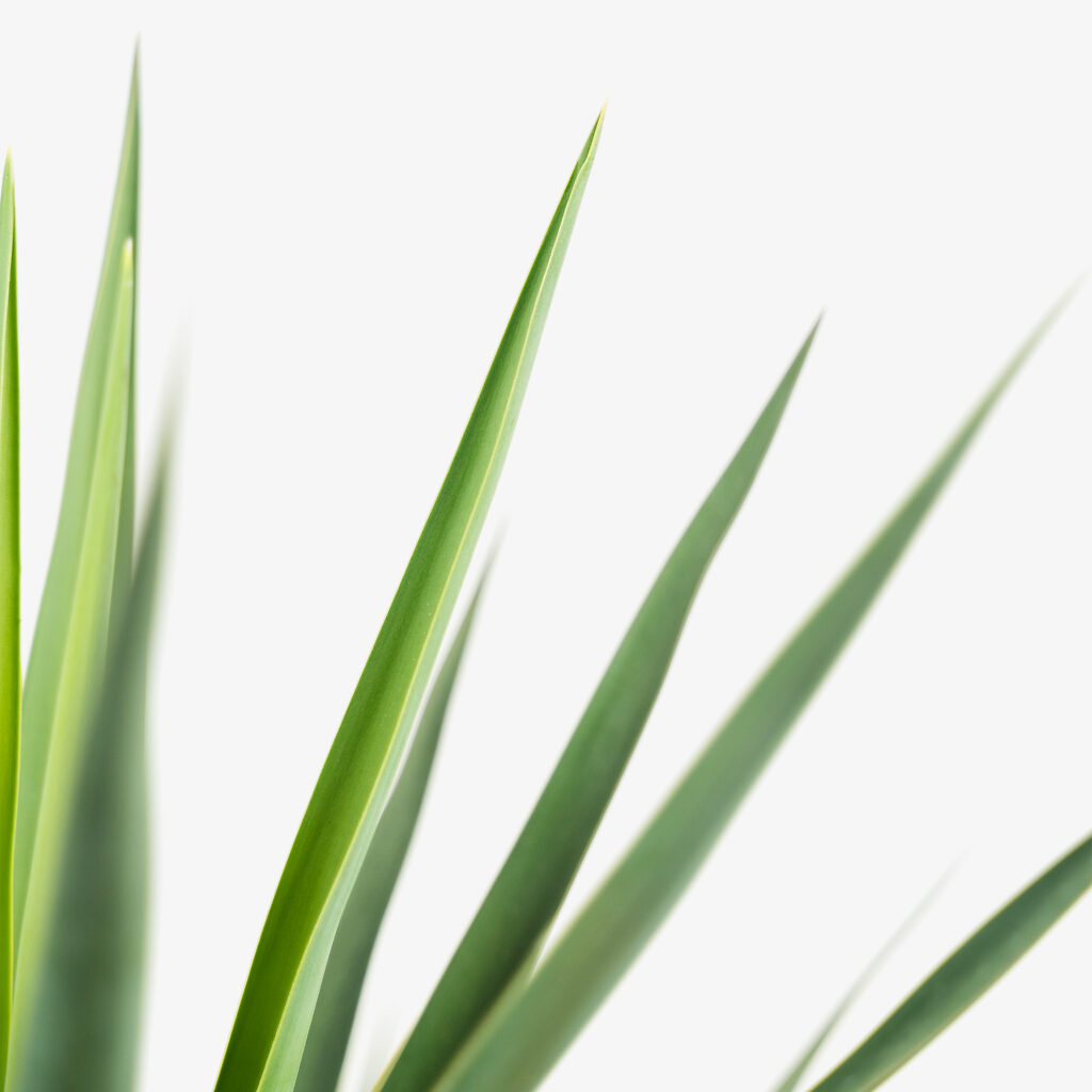 Blue Sentry Yucca Plants For Sale | The Tree Center