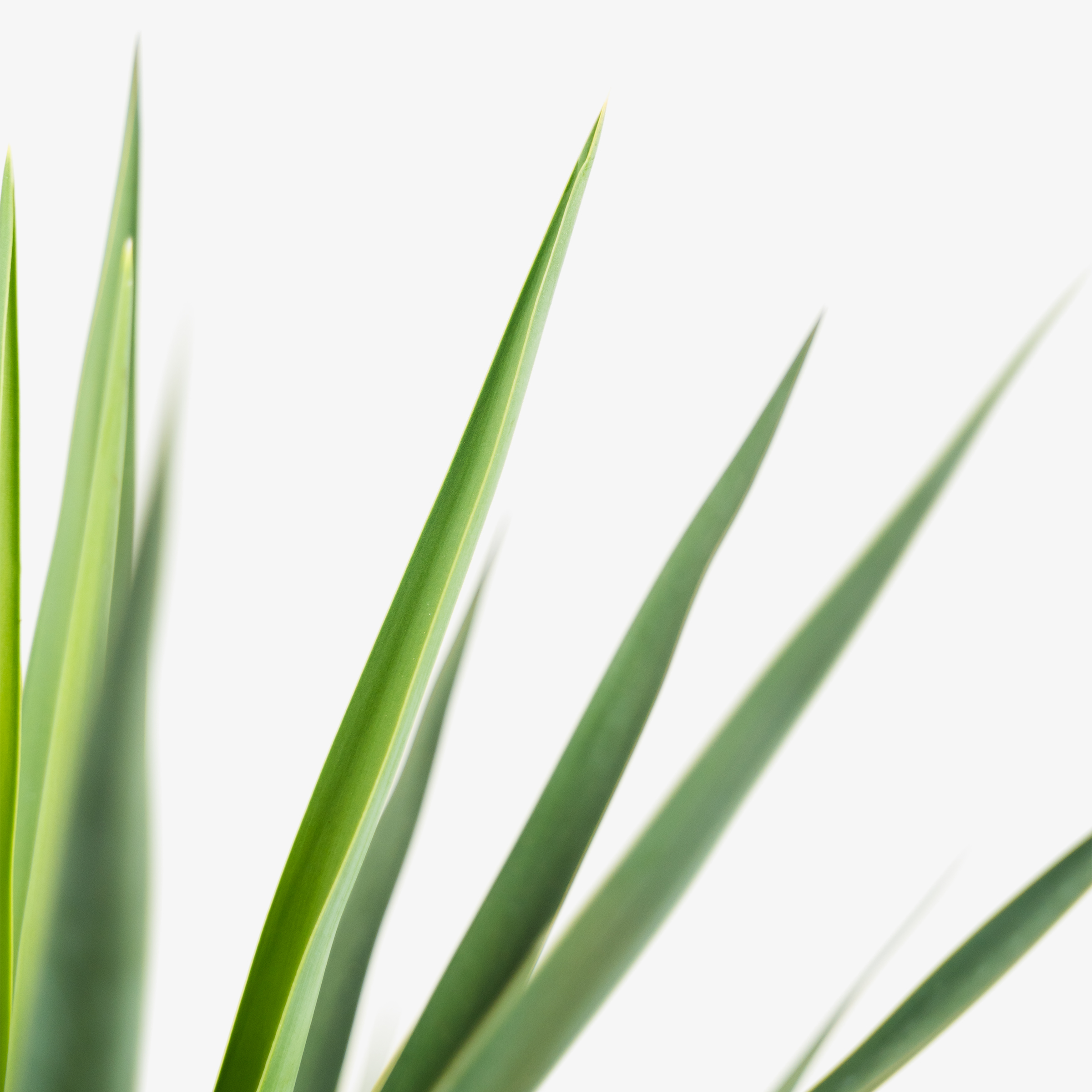 Blue Sentry Yucca Plants For Sale | The Tree Center