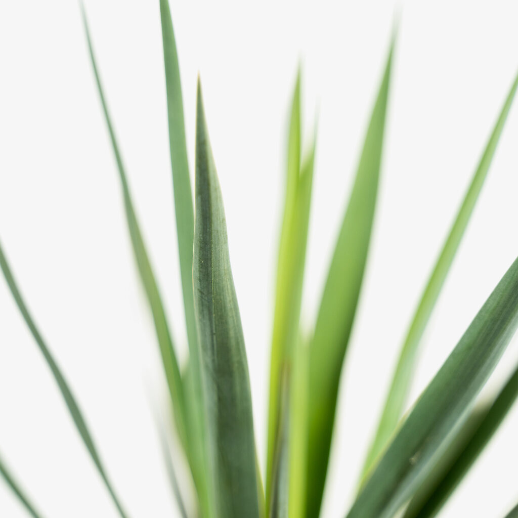 Blue Sentry Yucca Plants For Sale | The Tree Center