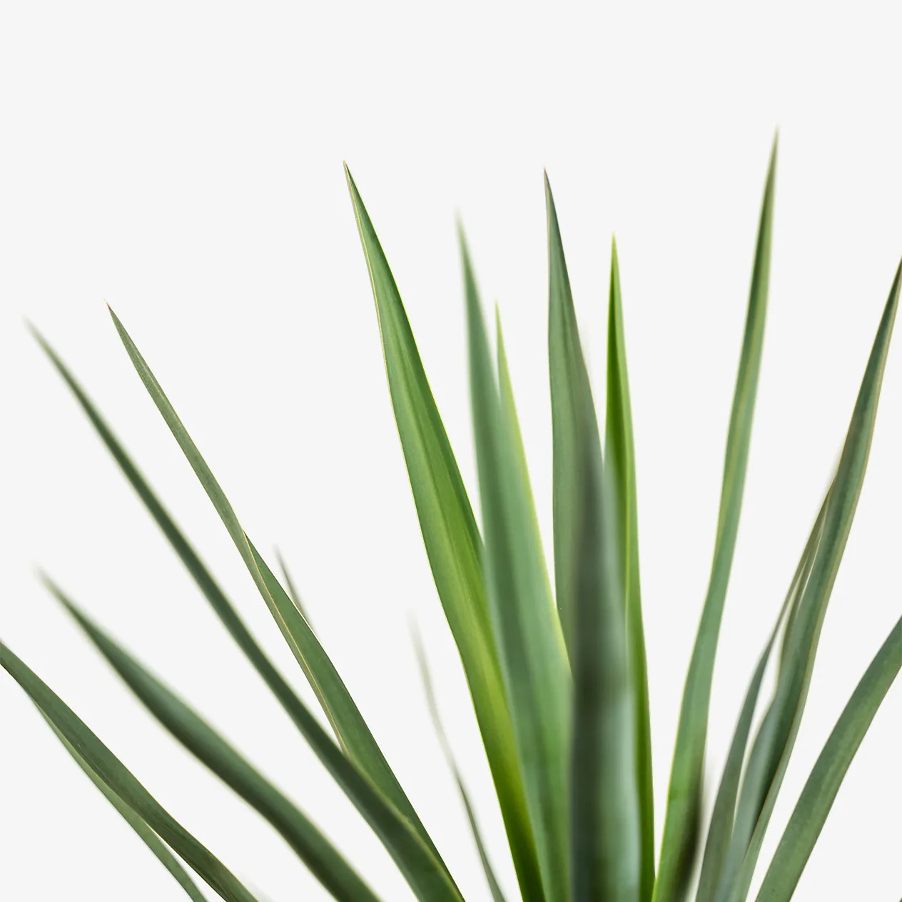 Blue Sentry Yucca Plants For Sale | The Tree Center