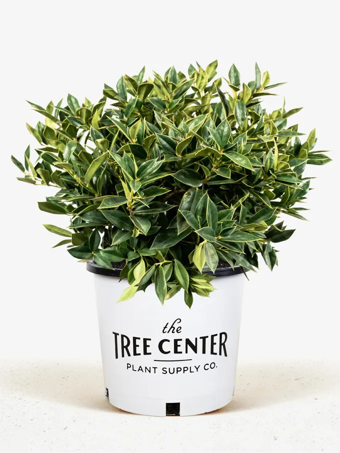 Dragon Lady Holly Trees For Sale Online | The Tree Center