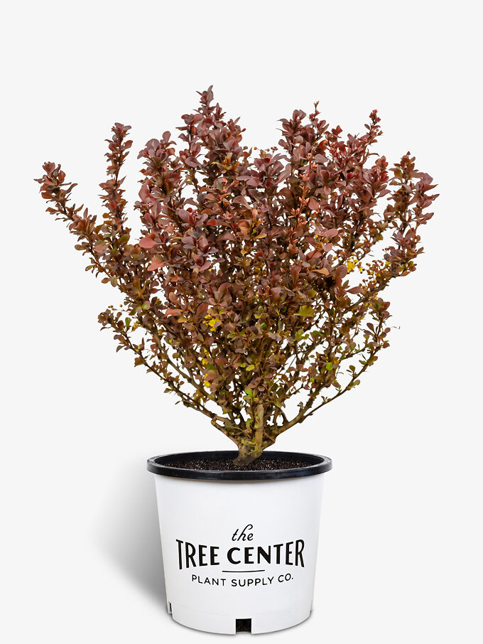 Rose Glow, Rosy Glow Barberry | The Tree Center