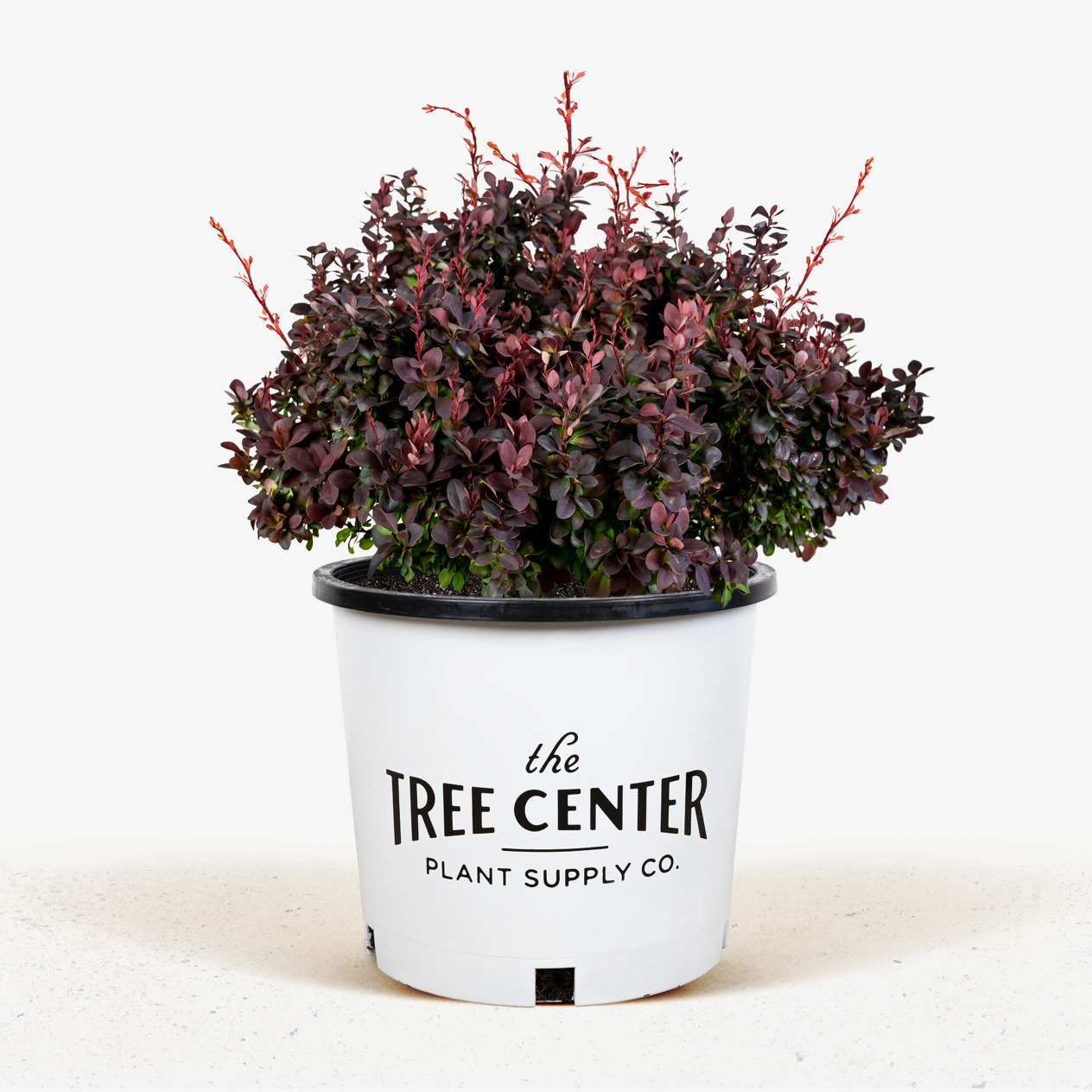 Concorde Barberry Shrubs For Sale | The Tree Center