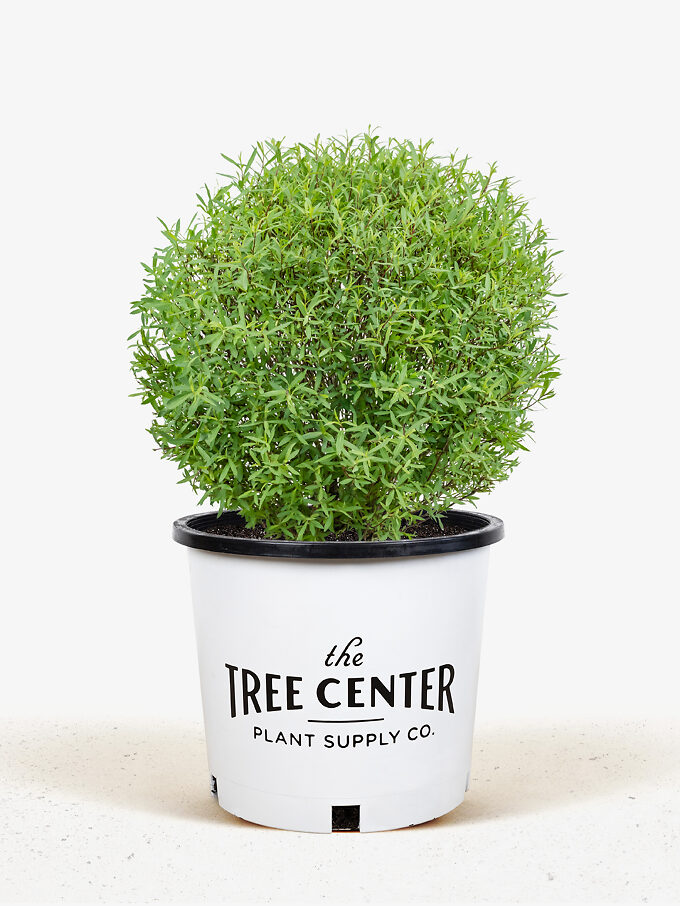 Weeping Willow Tree Guide | Planting & Care Tips for Willow Trees