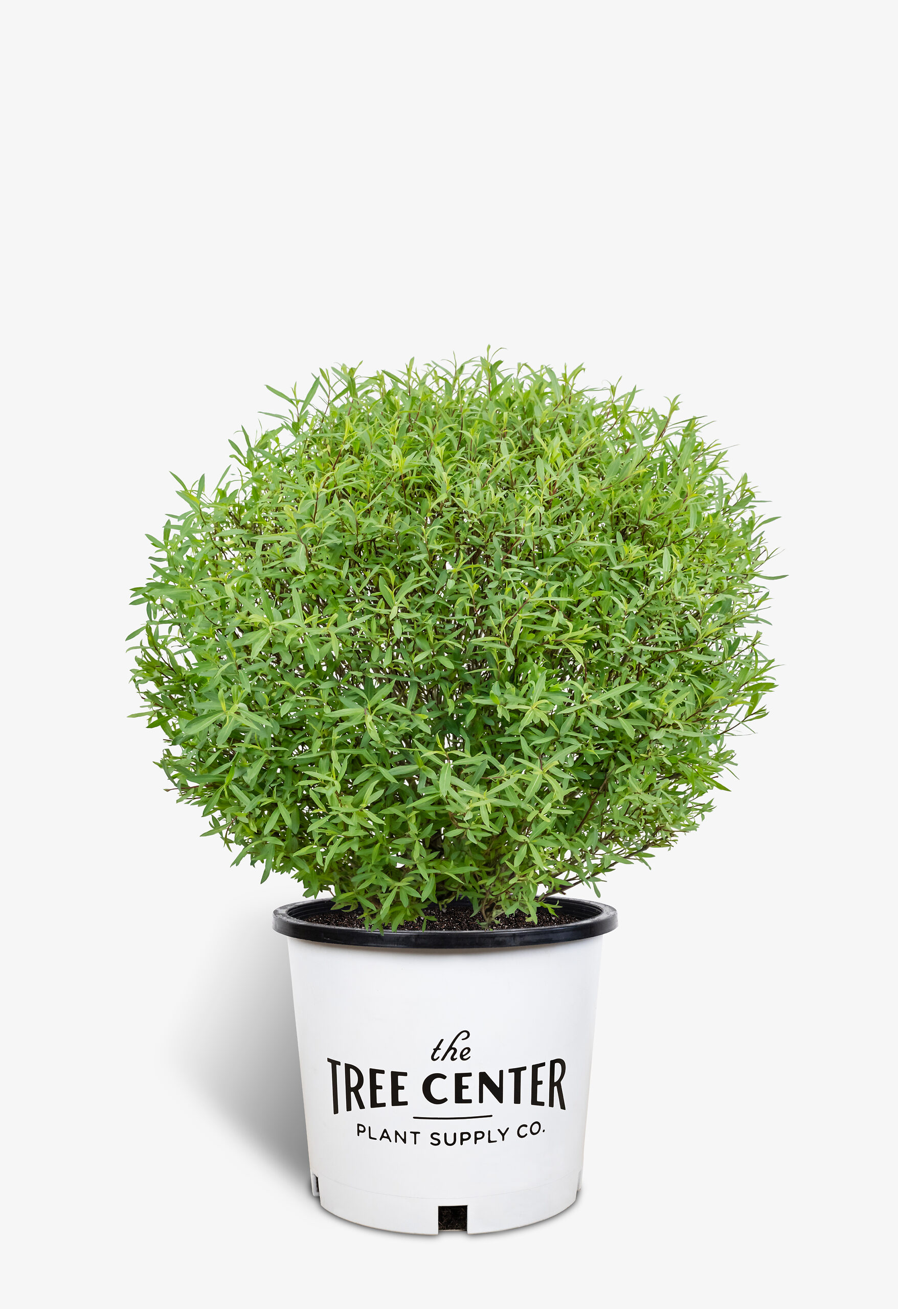 Dwarf Arctic Willow Shrubs For Sale | The Tree Center