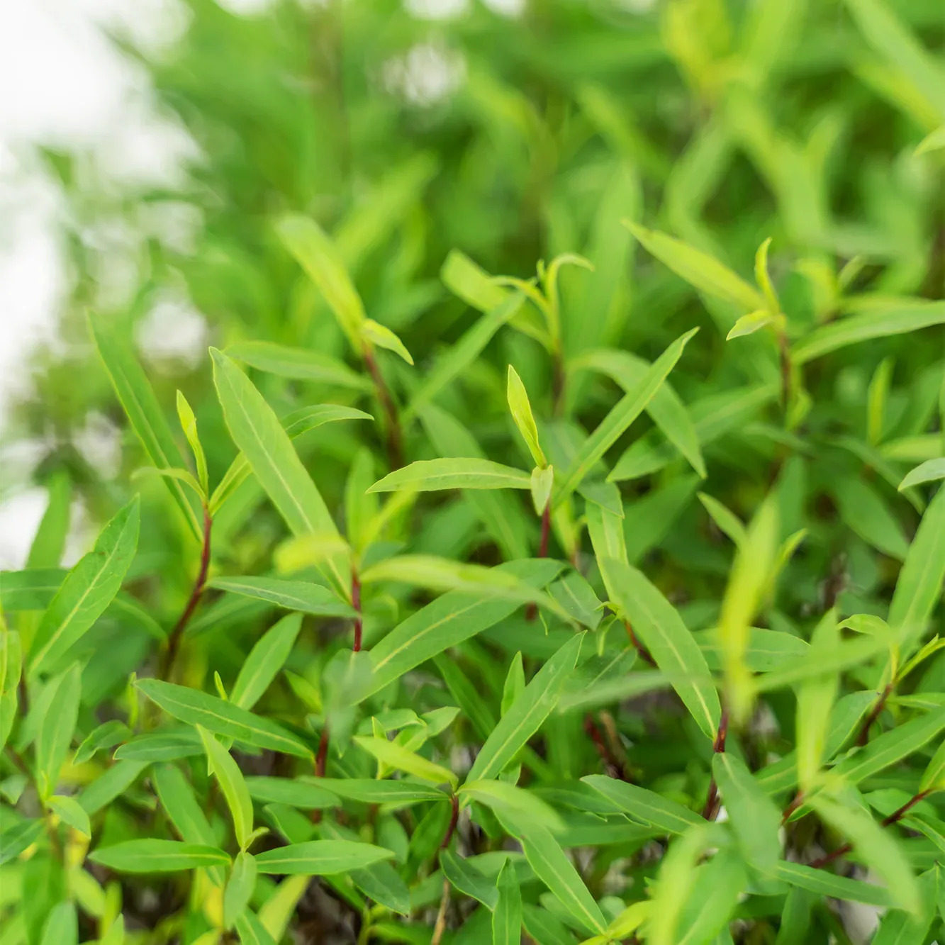 Dwarf Arctic Willow Shrubs For Sale | The Tree Center