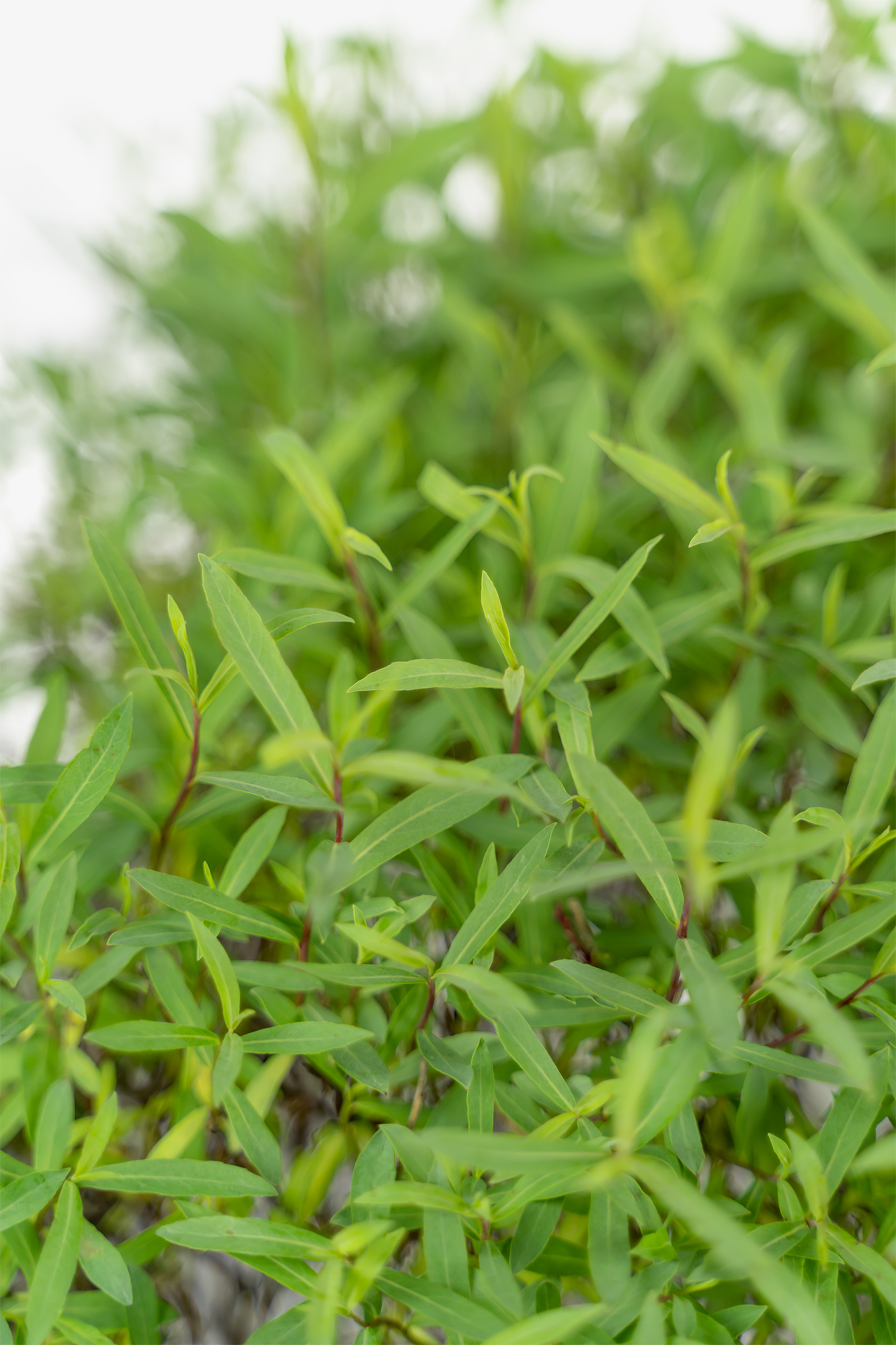 Dwarf Arctic Willow Shrubs For Sale | The Tree Center