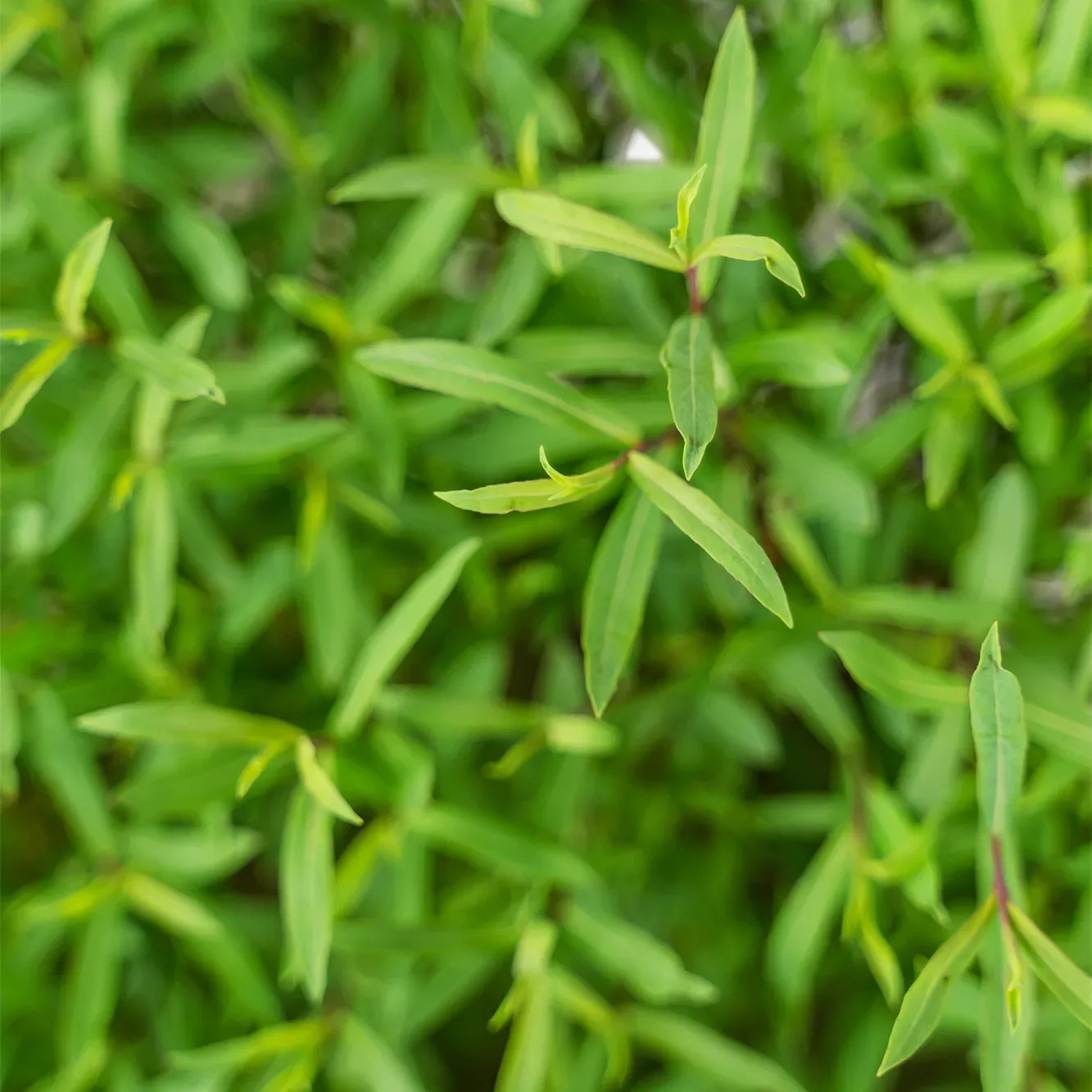 Dwarf Arctic Willow Shrubs For Sale | The Tree Center