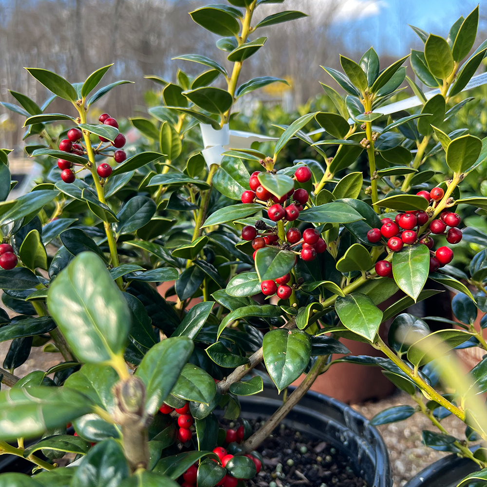 Dwarf Burford Holly Bushes For Sale | The Tree Center
