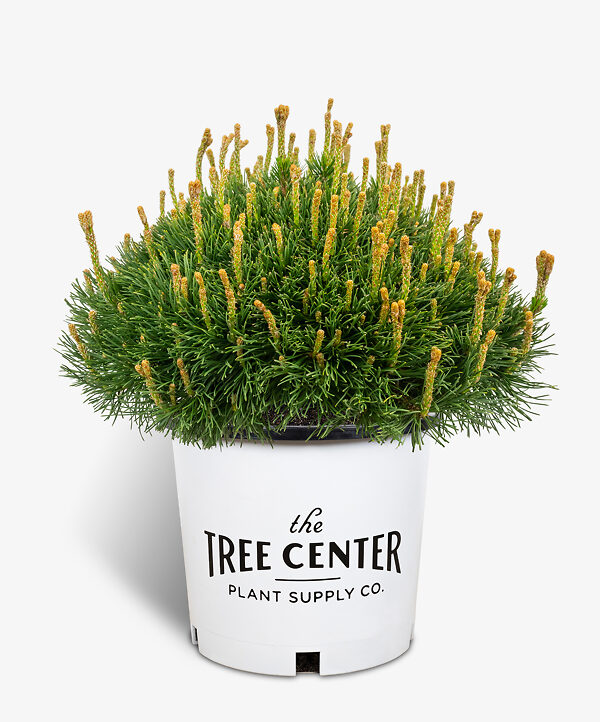 Dwarf Mugo Pine Trees For Sale | The Tree Center