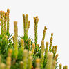 Dwarf Mugo Pine Trees For Sale | The Tree Center
