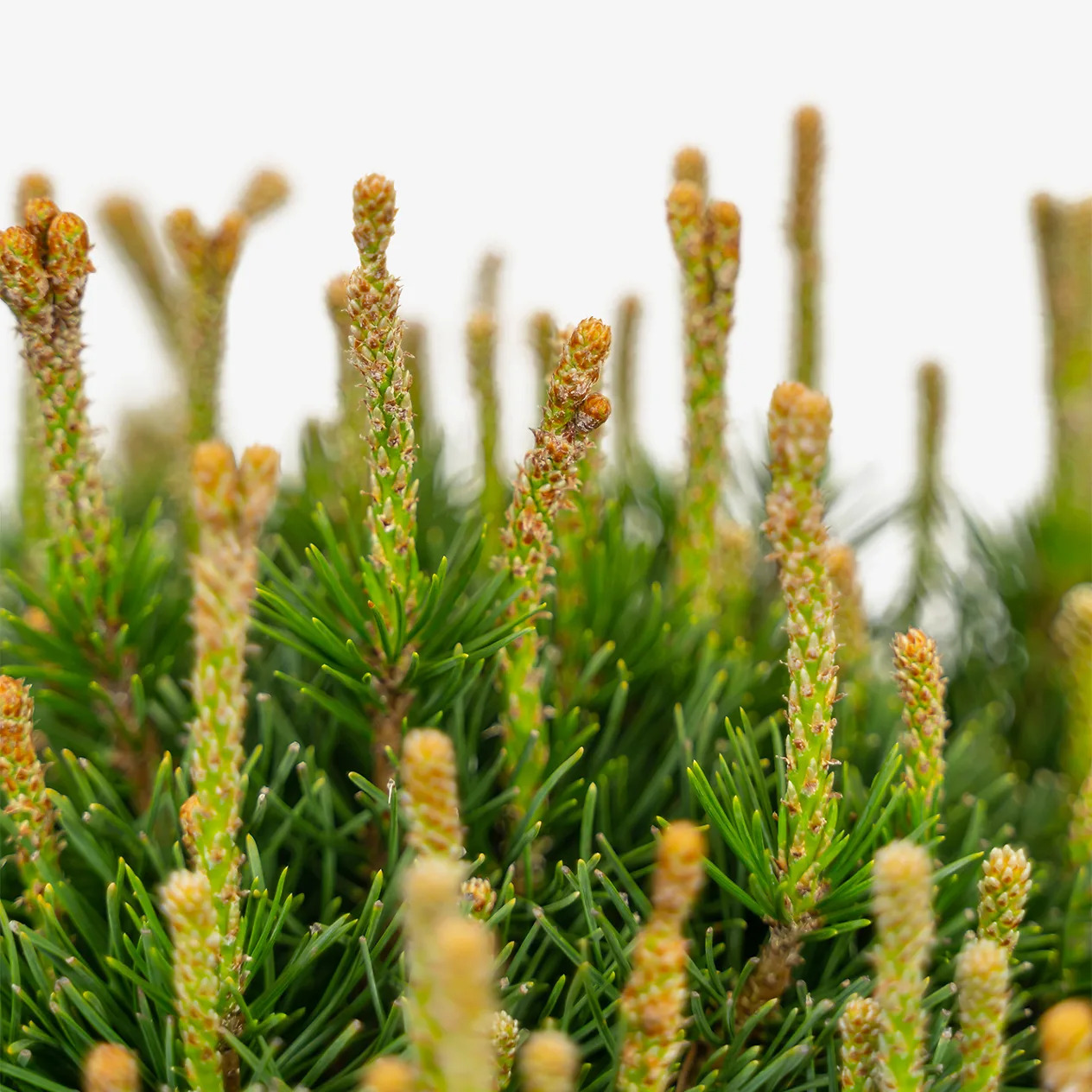 Dwarf Mugo Pine Trees For Sale | The Tree Center