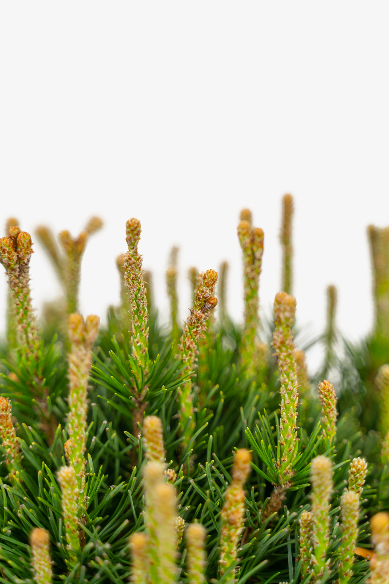 Dwarf Mugo Pine Trees For Sale | The Tree Center