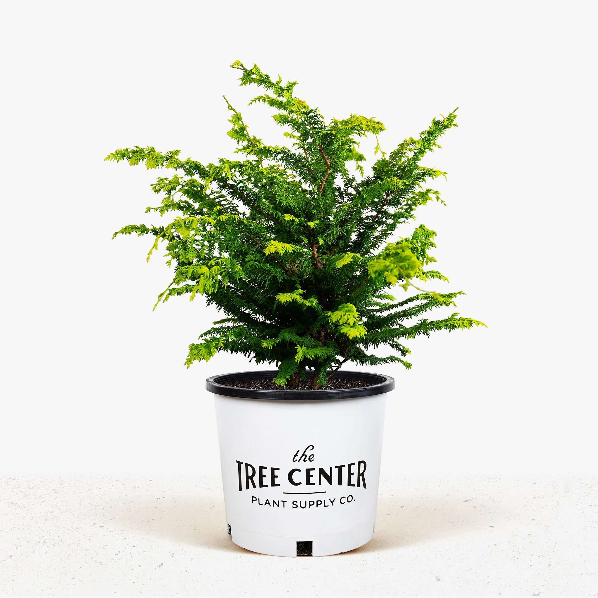Fernspray Gold Hinoki Cypress Trees For Sale | The Tree Center Fernspray Gold Hinoki Cypress Trees For Sale | The Tree Center