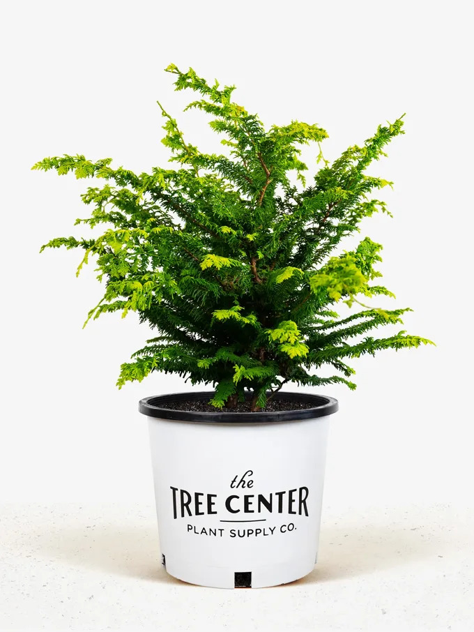 Dwarf Evergreen Trees For Sale Online | The Tree Center