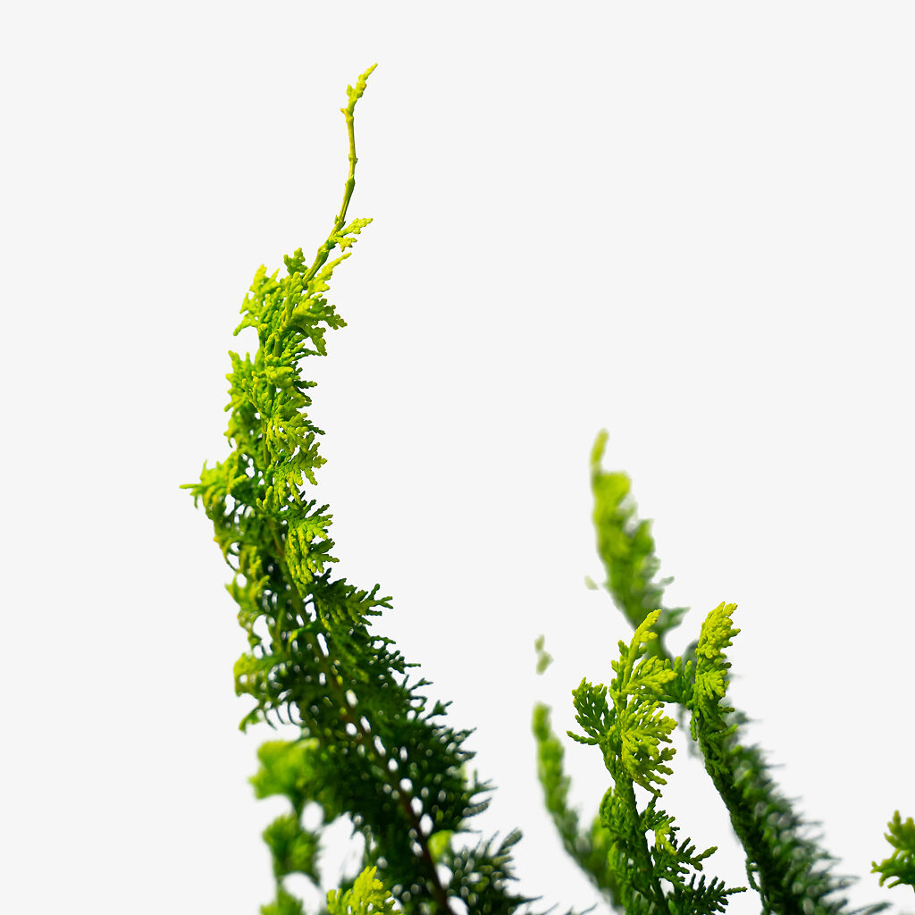 Fernspray Gold Hinoki Cypress Trees For Sale | The Tree Center